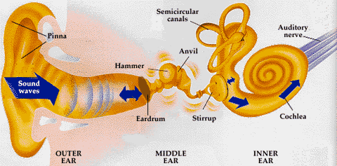 Our Middle Ear: how is sound transformed so we can hear it?